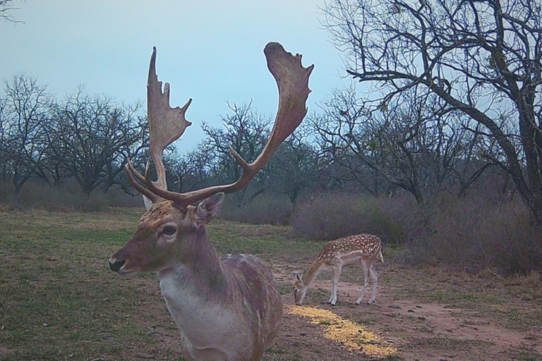 Exotic Animals & Native Species Abound - Skye Texas Hill Country