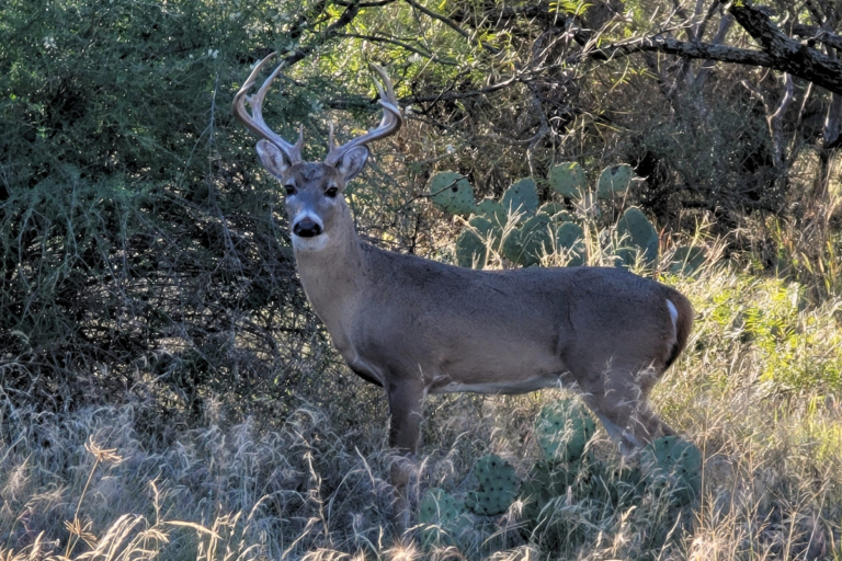 Exotic Animals & Native Species Abound - Skye Texas Hill Country